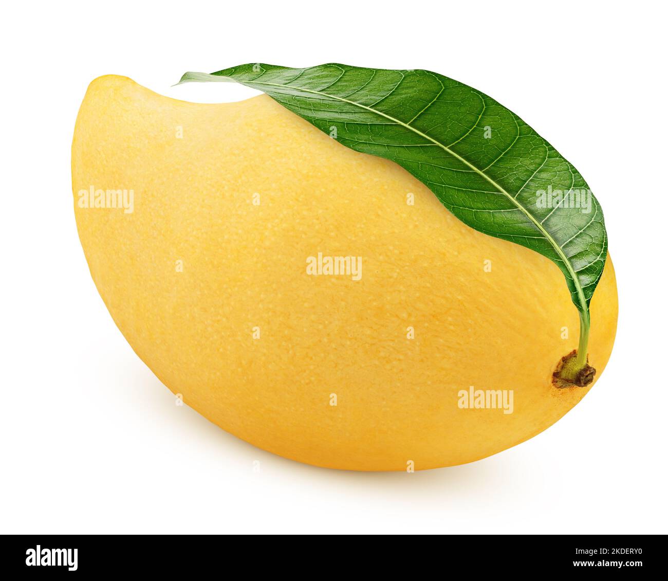 yellow mango isolated on white background, clipping path, full depth of ...