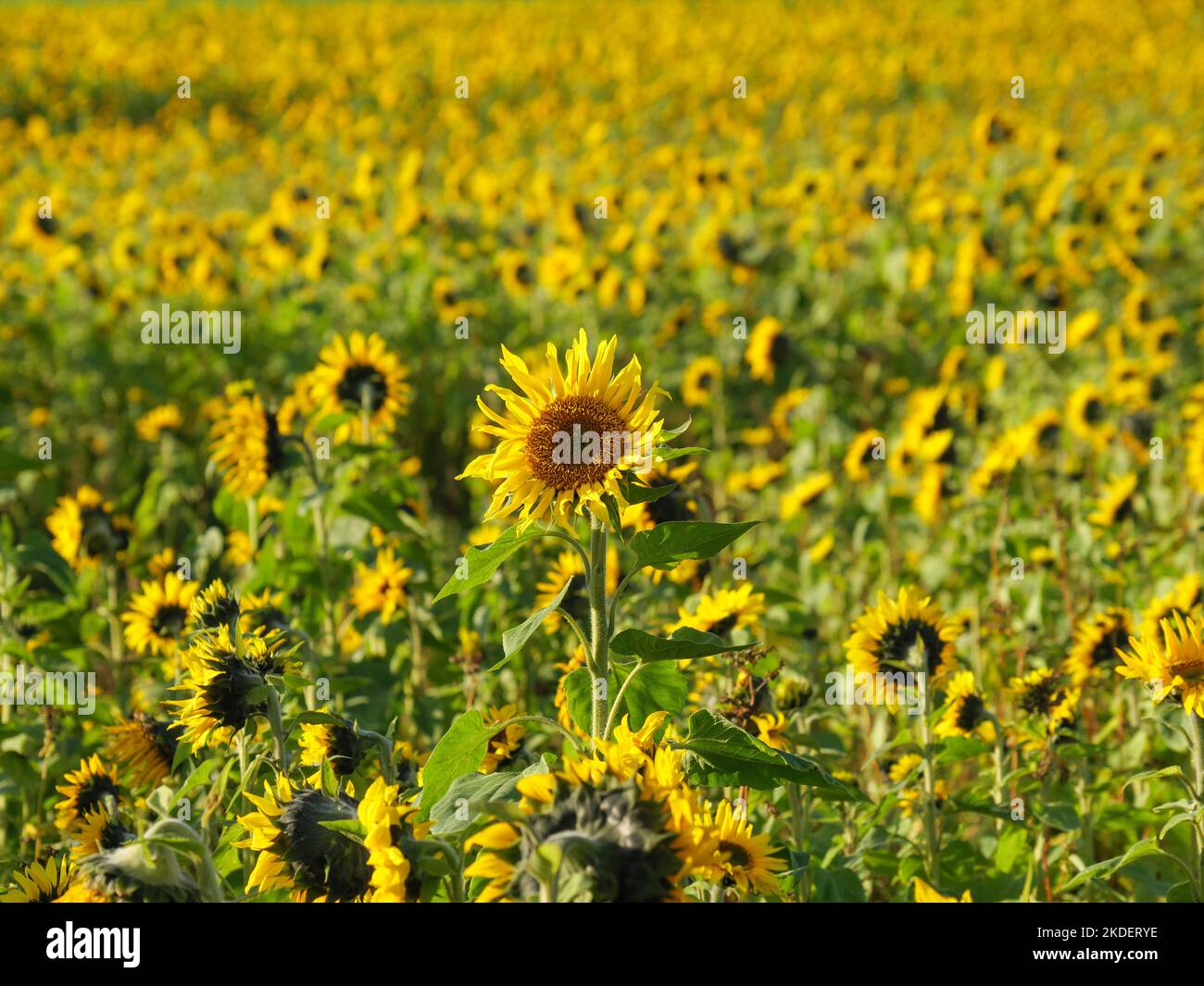 sunflowers on a field in the german muensterland Stock Photo - Alamy