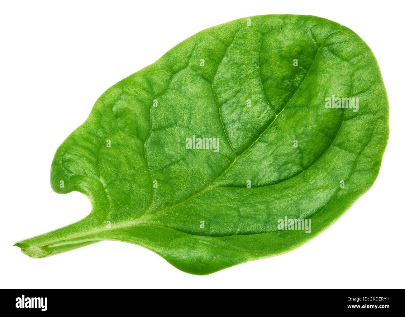 Spinach isolated on white background, clipping path, full depth of ...