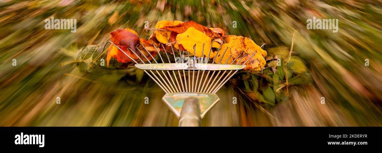Raking fallen leaves in the garden. Rake in motion as it is dragging ...