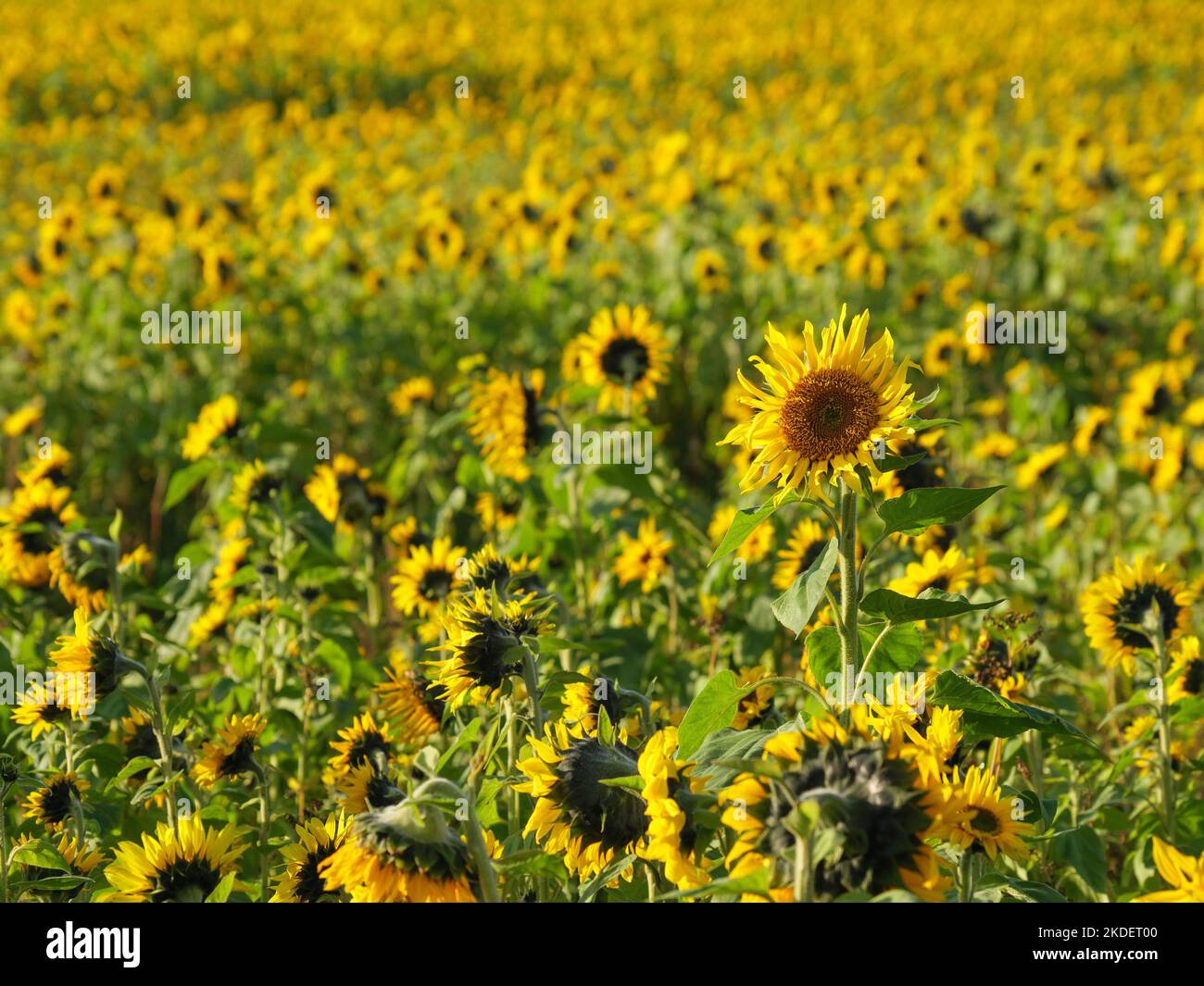 sunflowers on a field in the german muensterland Stock Photo - Alamy