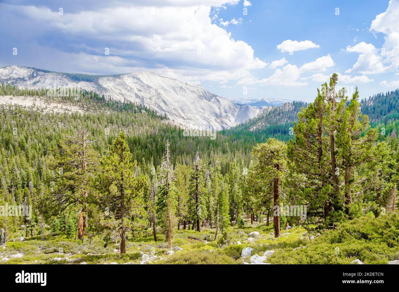 Beautiful Green Valley with Forest at Yosemite National Park ...