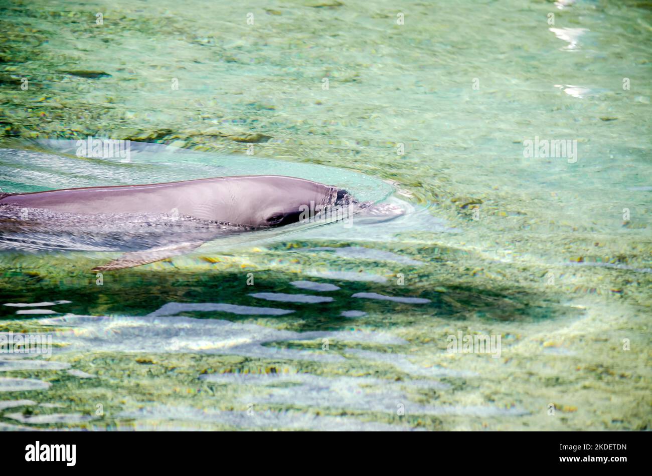 Dolphin floating in the turquoise lagoon of Moorea, French Polynesia ...