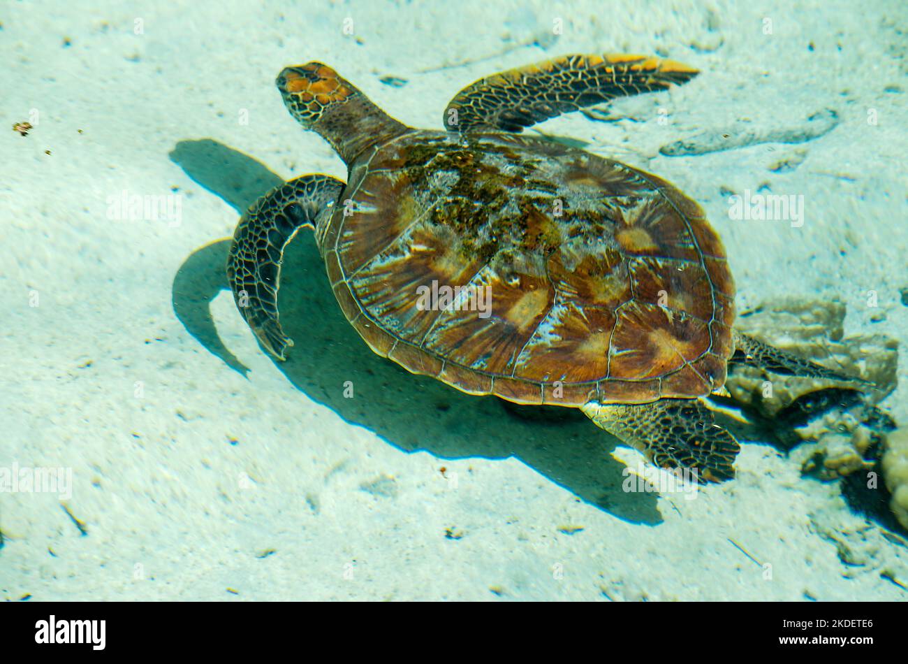 Sea turtle floating in the turquoise lagoon of Moorea, French Polynesia ...
