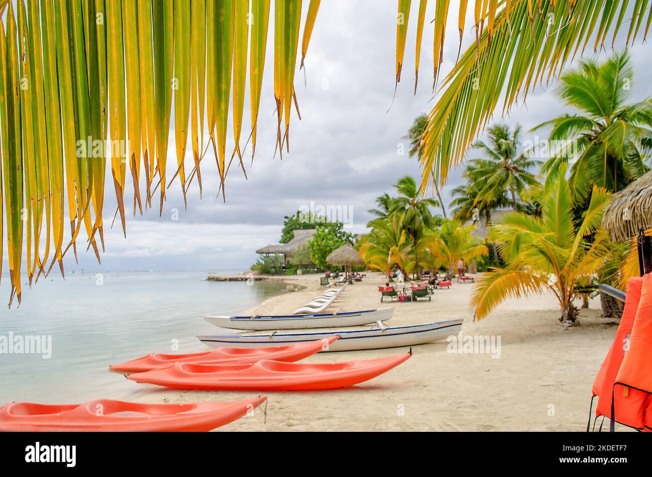 Tropical paradise beach in Moorea, French Polynesia Stock Photo - Alamy