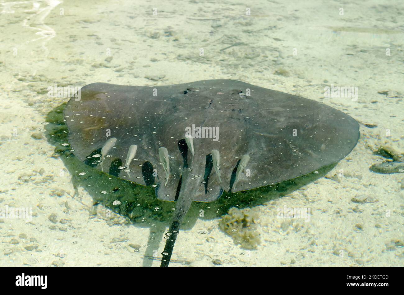 Stingray floating in the turquoise lagoon of Moorea, French Polynesia ...