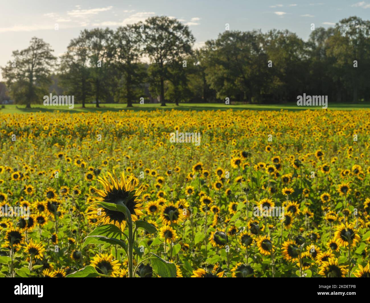 sunflowers on a field in the german muensterland Stock Photo - Alamy