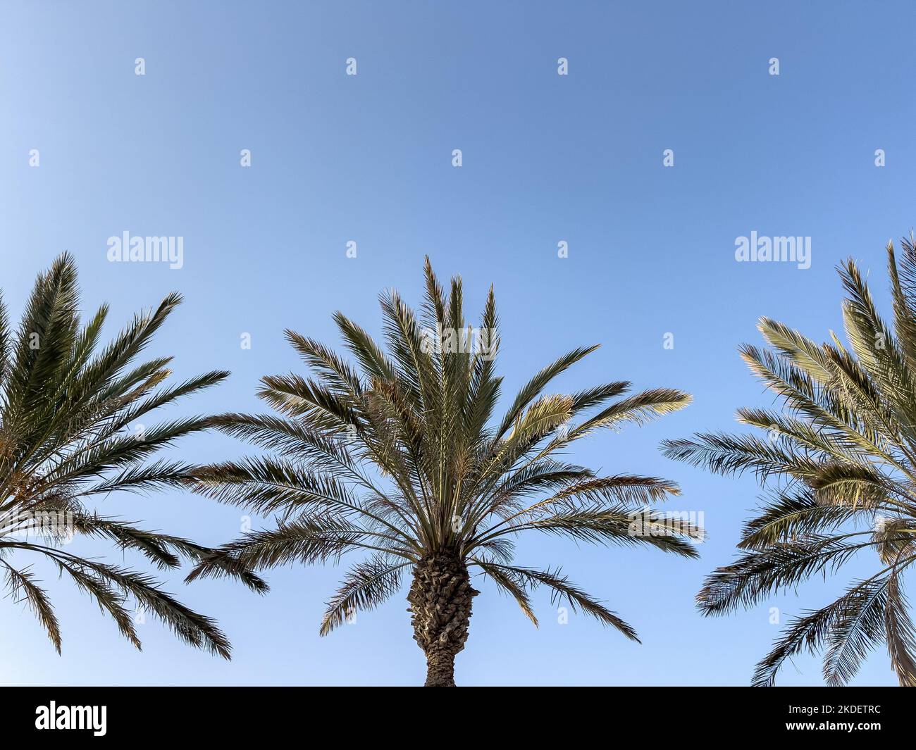 Palm trees against a clear blue sky Stock Photo - Alamy