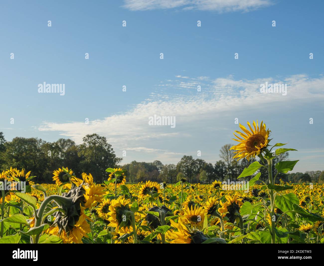sunflowers on a field in the german muensterland Stock Photo - Alamy