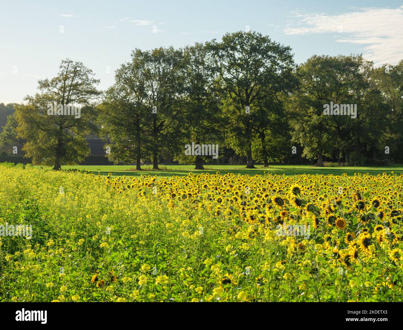 sunflowers on a field in the german muensterland Stock Photo - Alamy