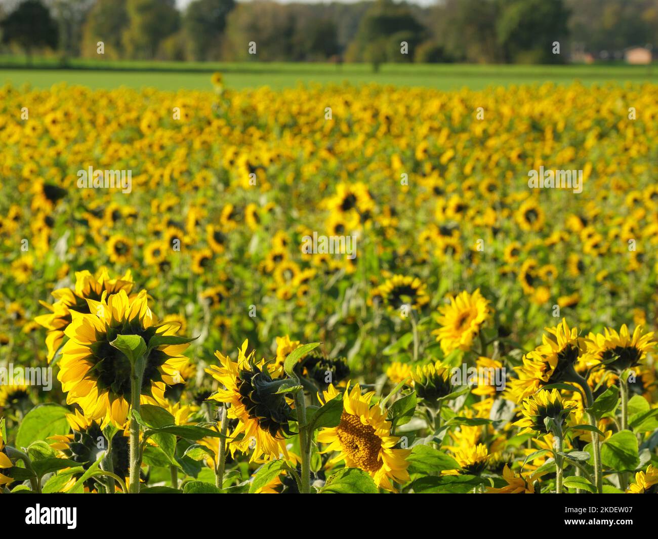 sunflowers on a field in the german muensterland Stock Photo - Alamy