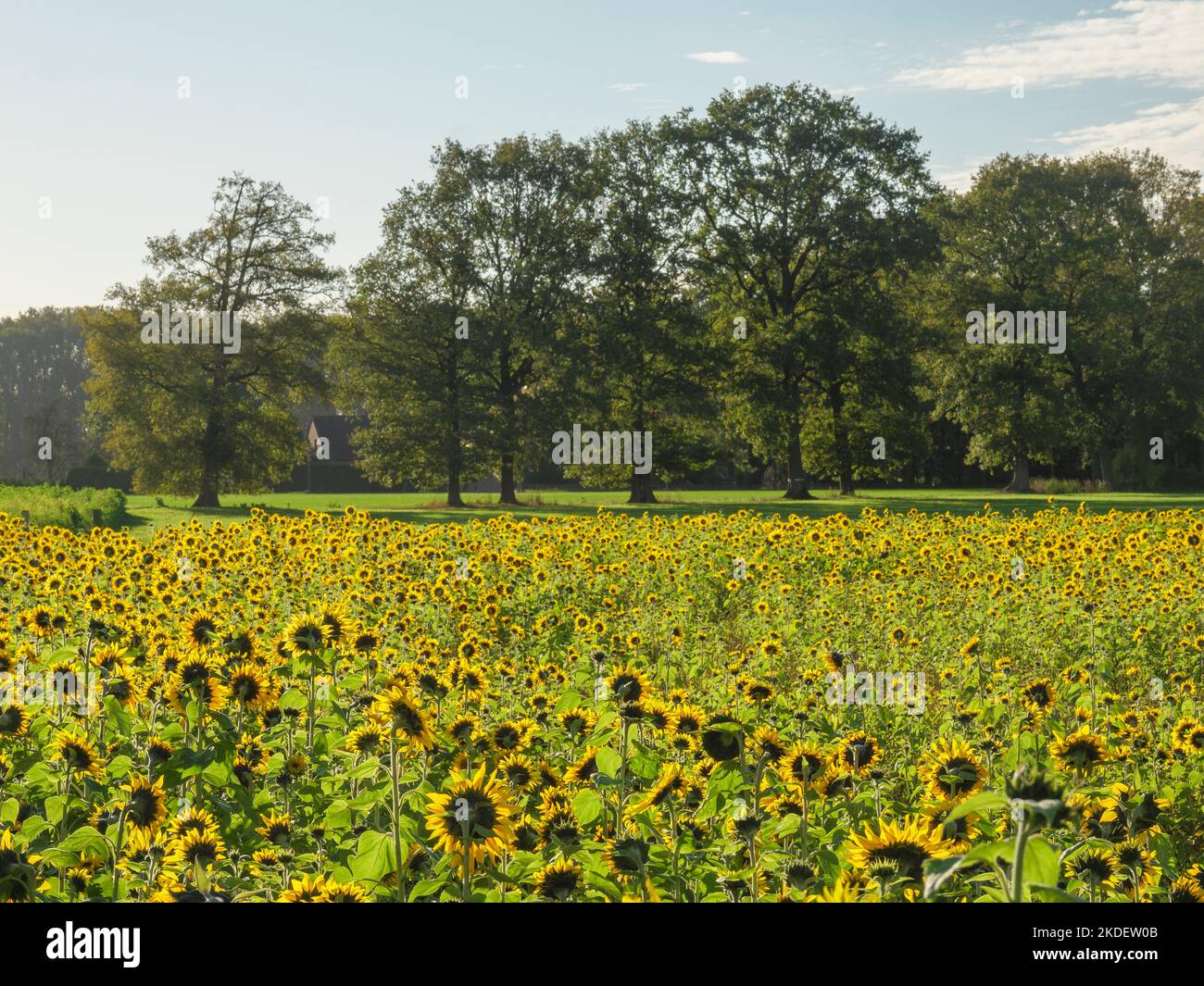 sunflowers on a field in the german muensterland Stock Photo - Alamy