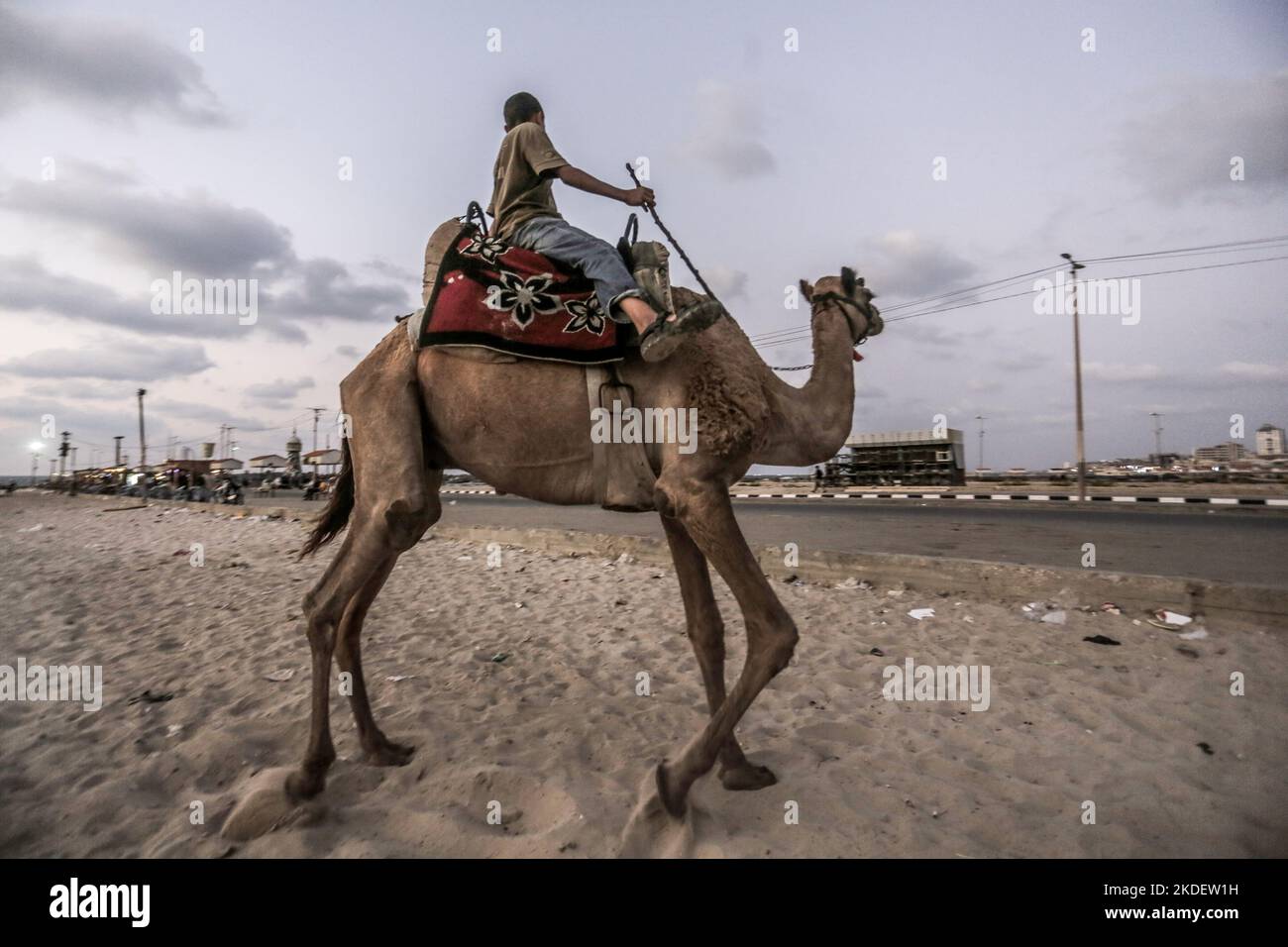 Gaza, Palestine. 05th Nov, 2022. A Palestinian refugee rides a camel ...