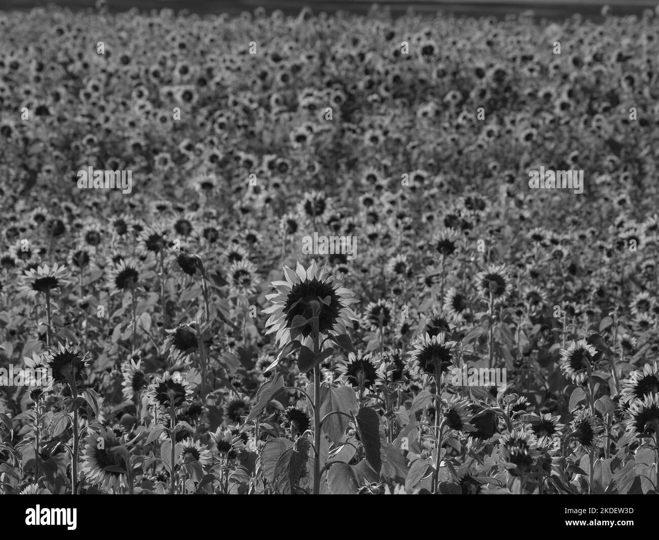 sunflowers on a field in the german muensterland Stock Photo - Alamy