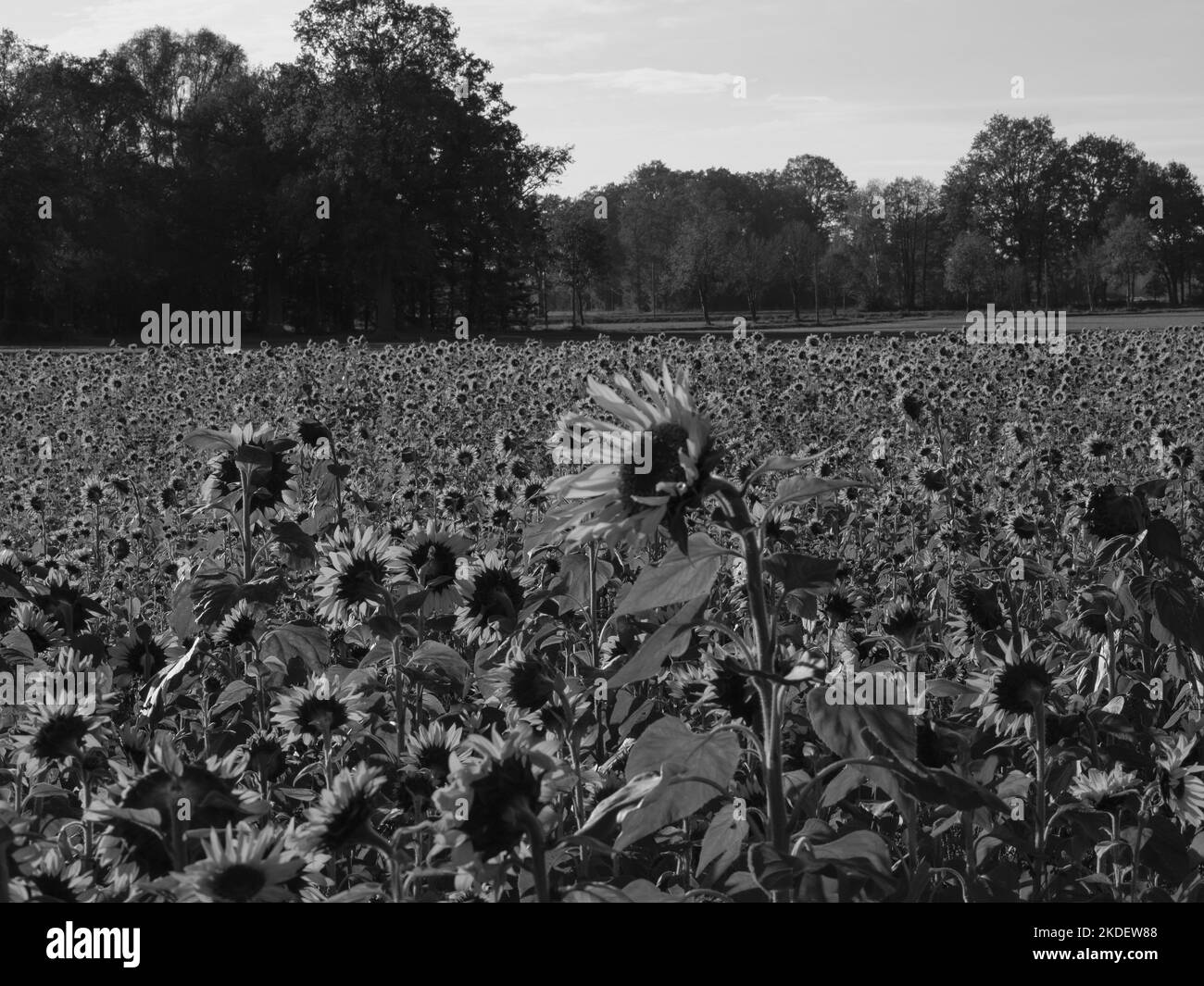 sunflowers on a field in the german muensterland Stock Photo - Alamy