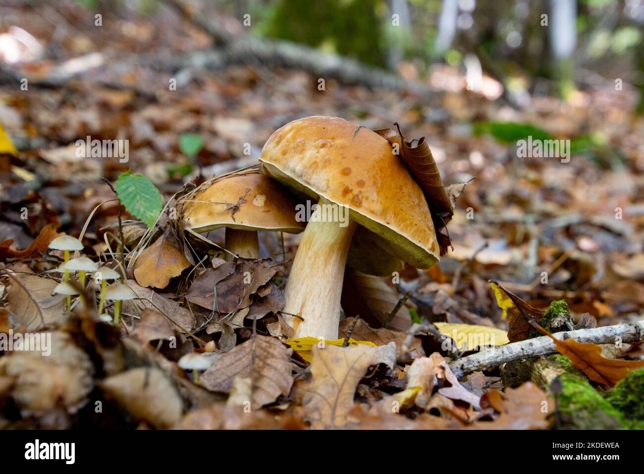 Cep or Boletus Mushroom growing between brown autumn leaves in the ...