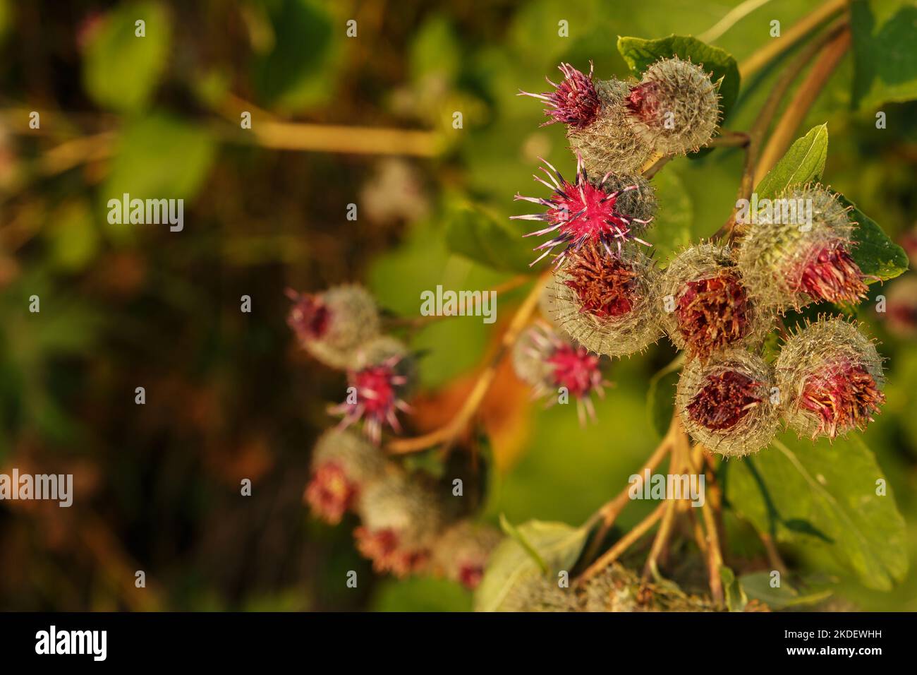 Arctium lappa commonly called greater burdock. Blooming burdock flowers ...
