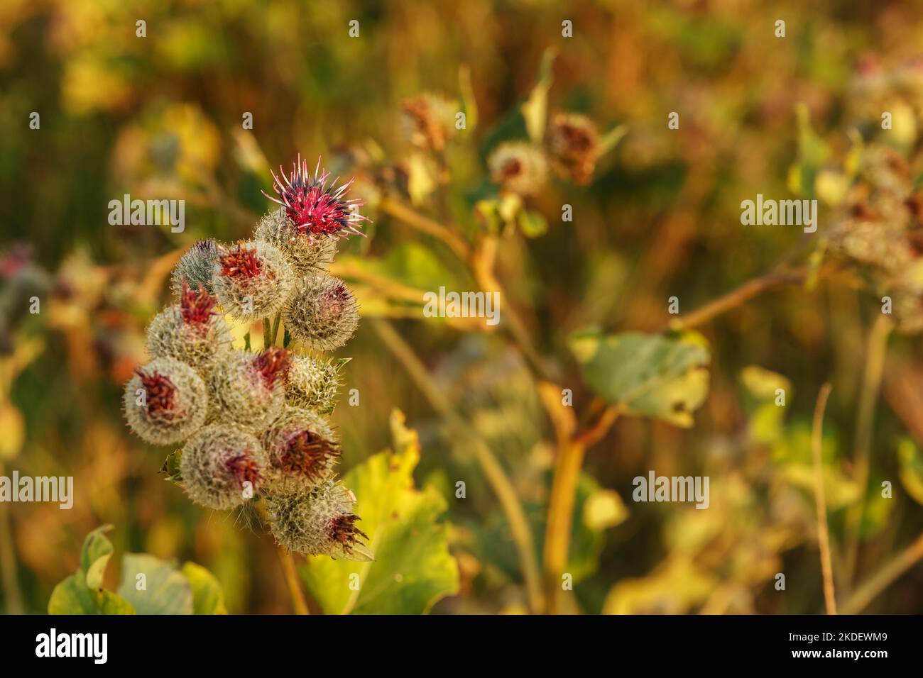 Arctium lappa commonly called greater burdock. Blooming burdock flowers ...