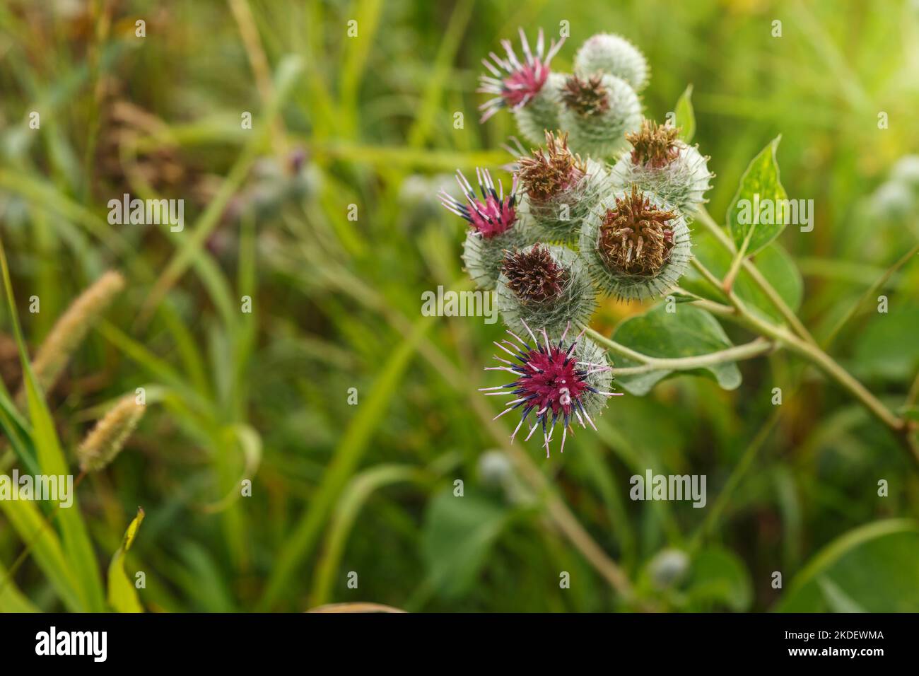 Arctium lappa commonly called greater burdock. Blooming burdock flowers ...