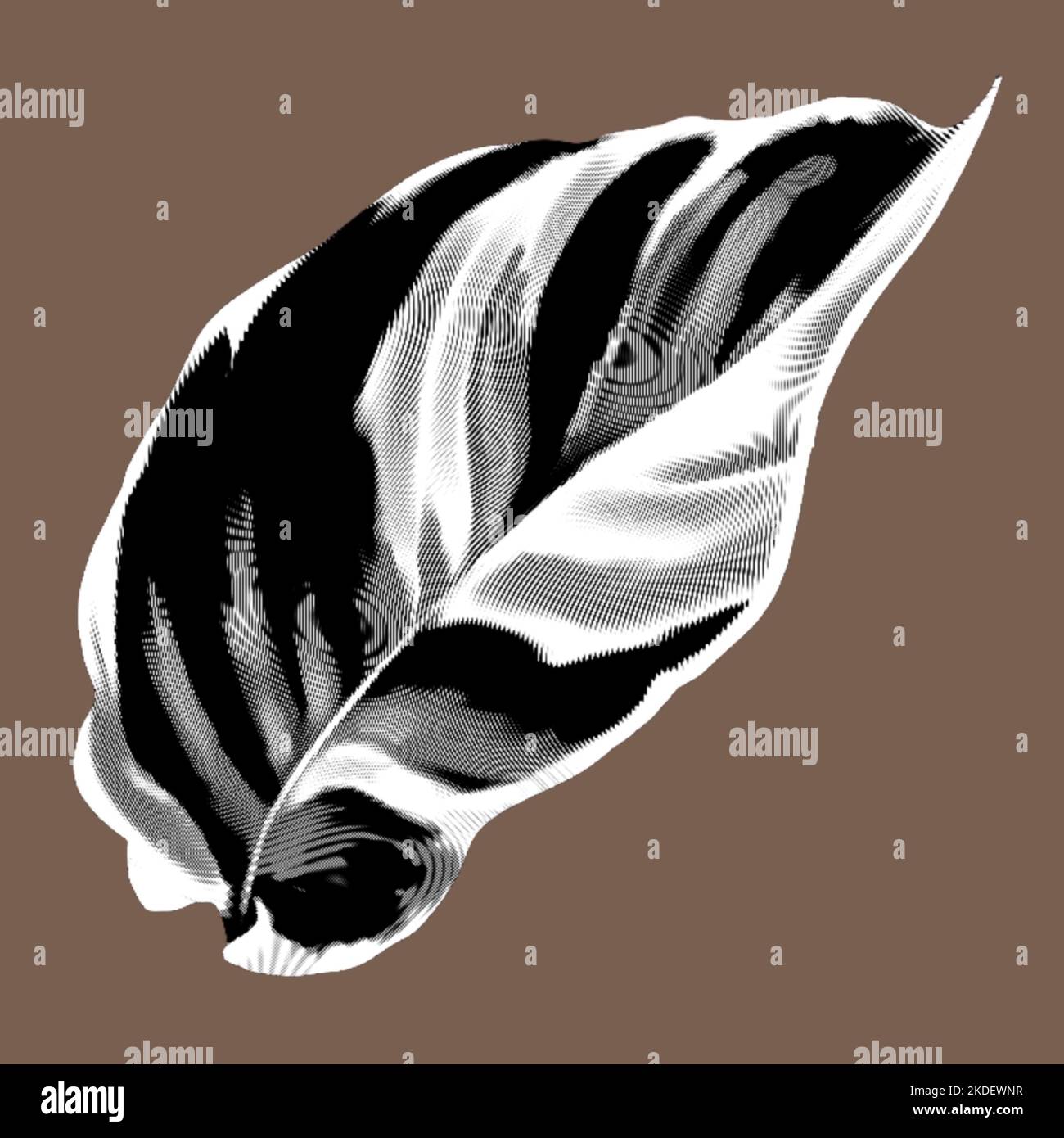 Caladium graphic leaf. Tropical isolated leaf ink Stock Photo - Alamy