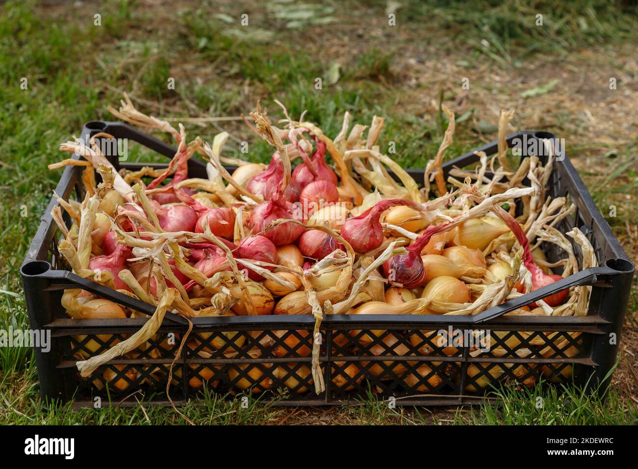 onions in a black plastic container on the grass. Harvesting onions ...