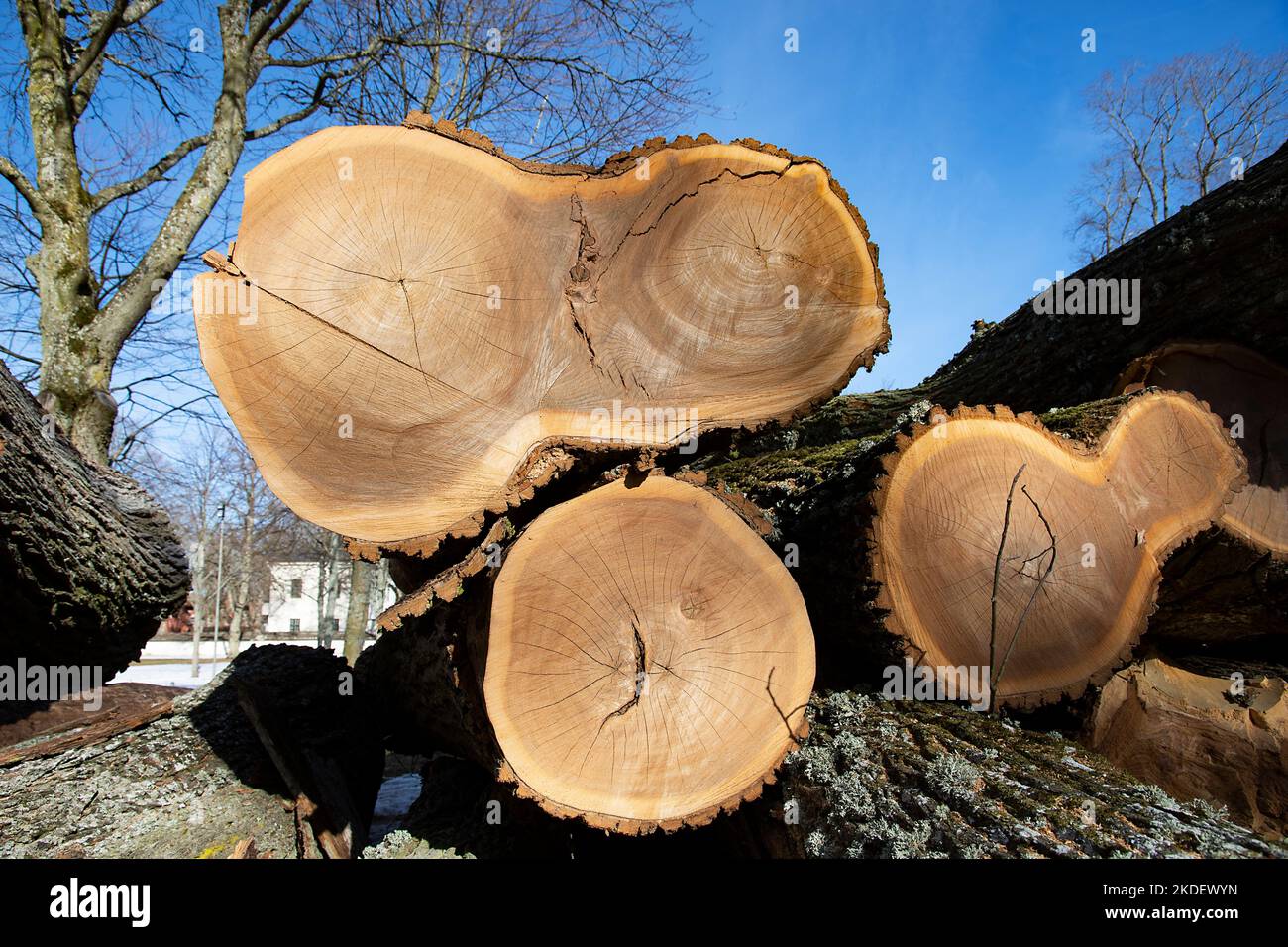 Group old alder tree hi-res stock photography and images - Alamy