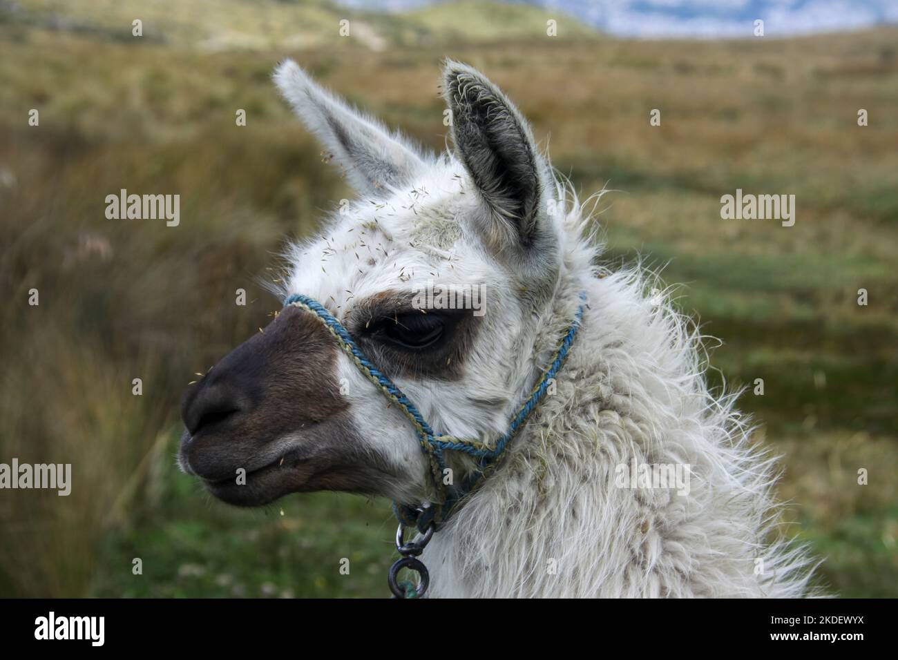 Llamas ecuador hi-res stock photography and images - Alamy