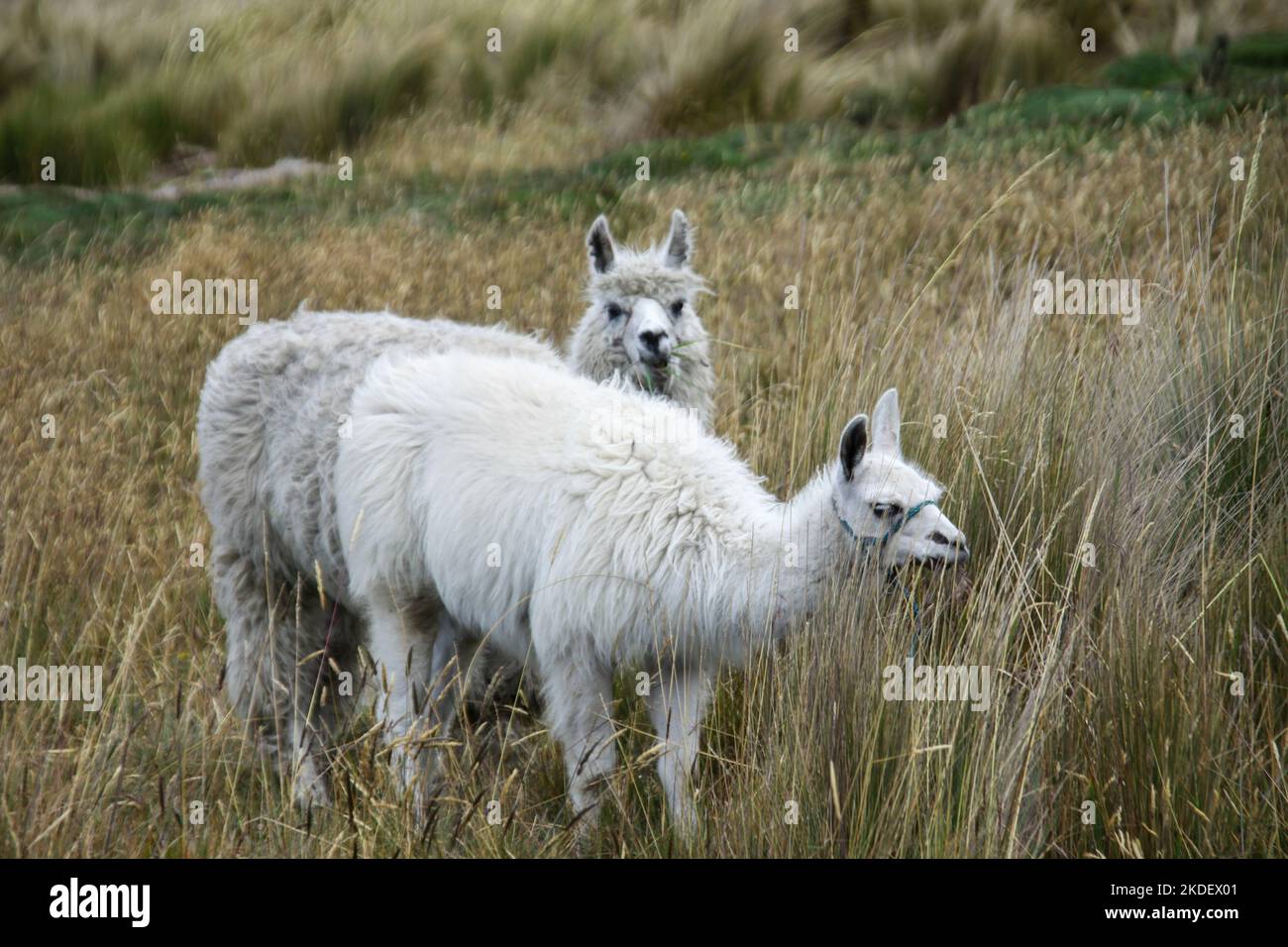 Alpaca in the Andes Mountains, Ecuador Stock Photo - Alamy