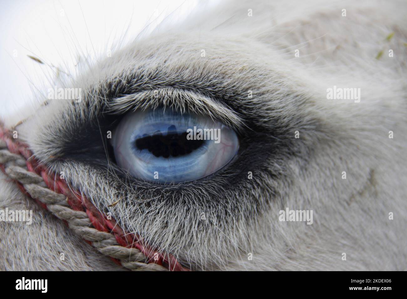 Alpaca in the Andes Mountains, Ecuador close up of a blue eye Stock ...