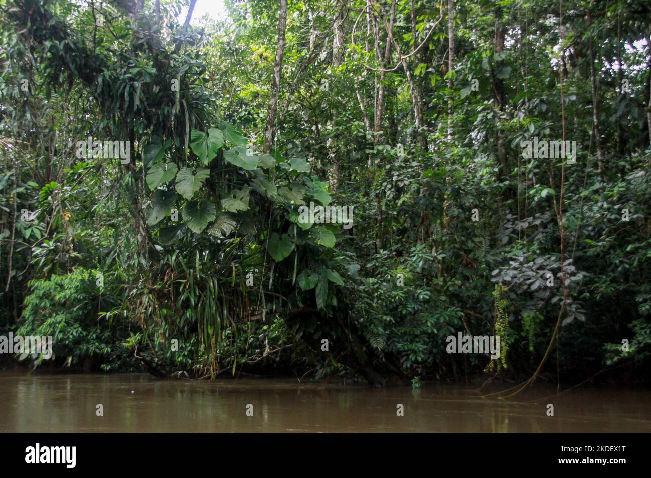 River transport at the Ecuadorian Amazonian rainforest photographed at ...