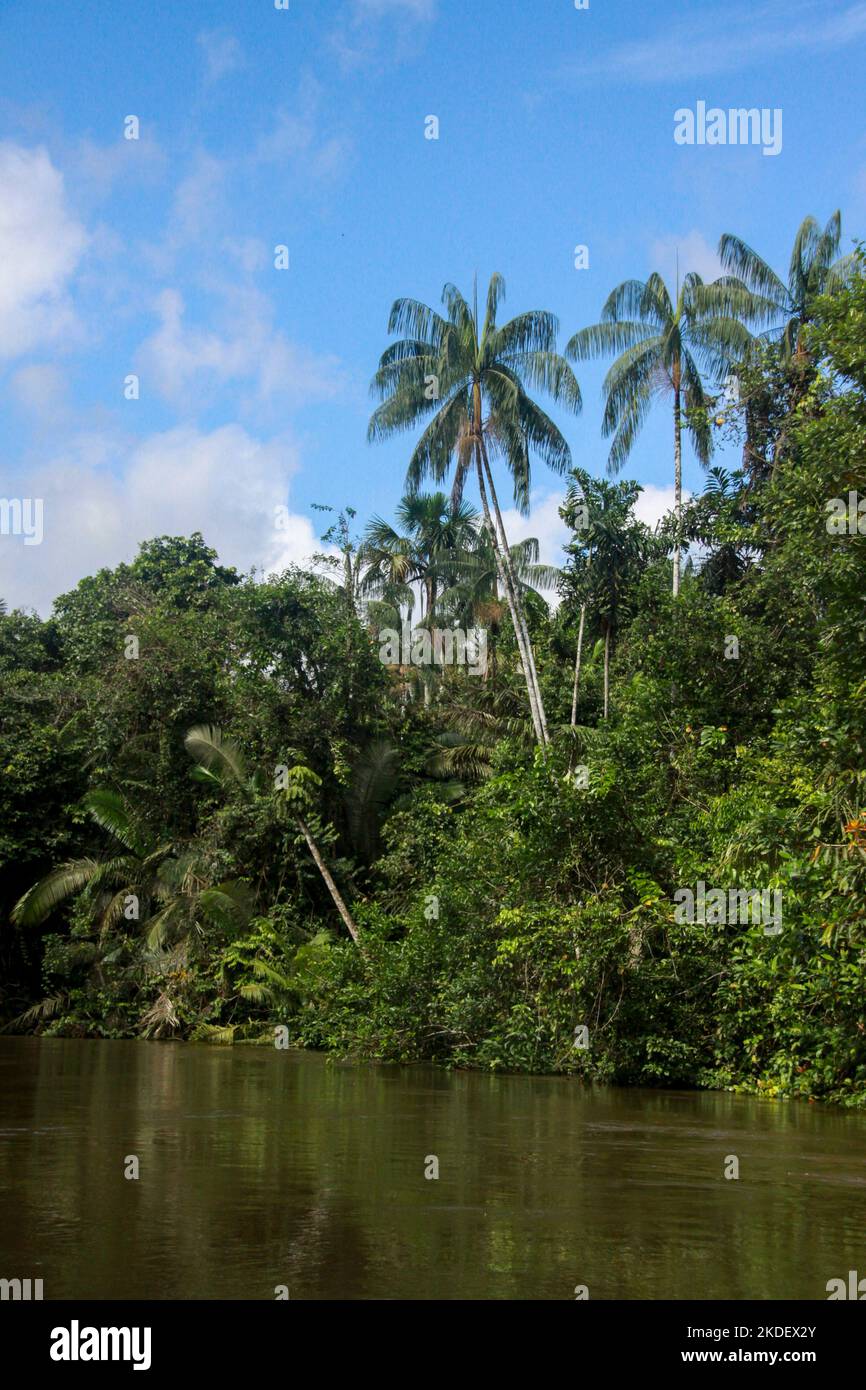 River transport at the Ecuadorian Amazonian rainforest photographed at ...
