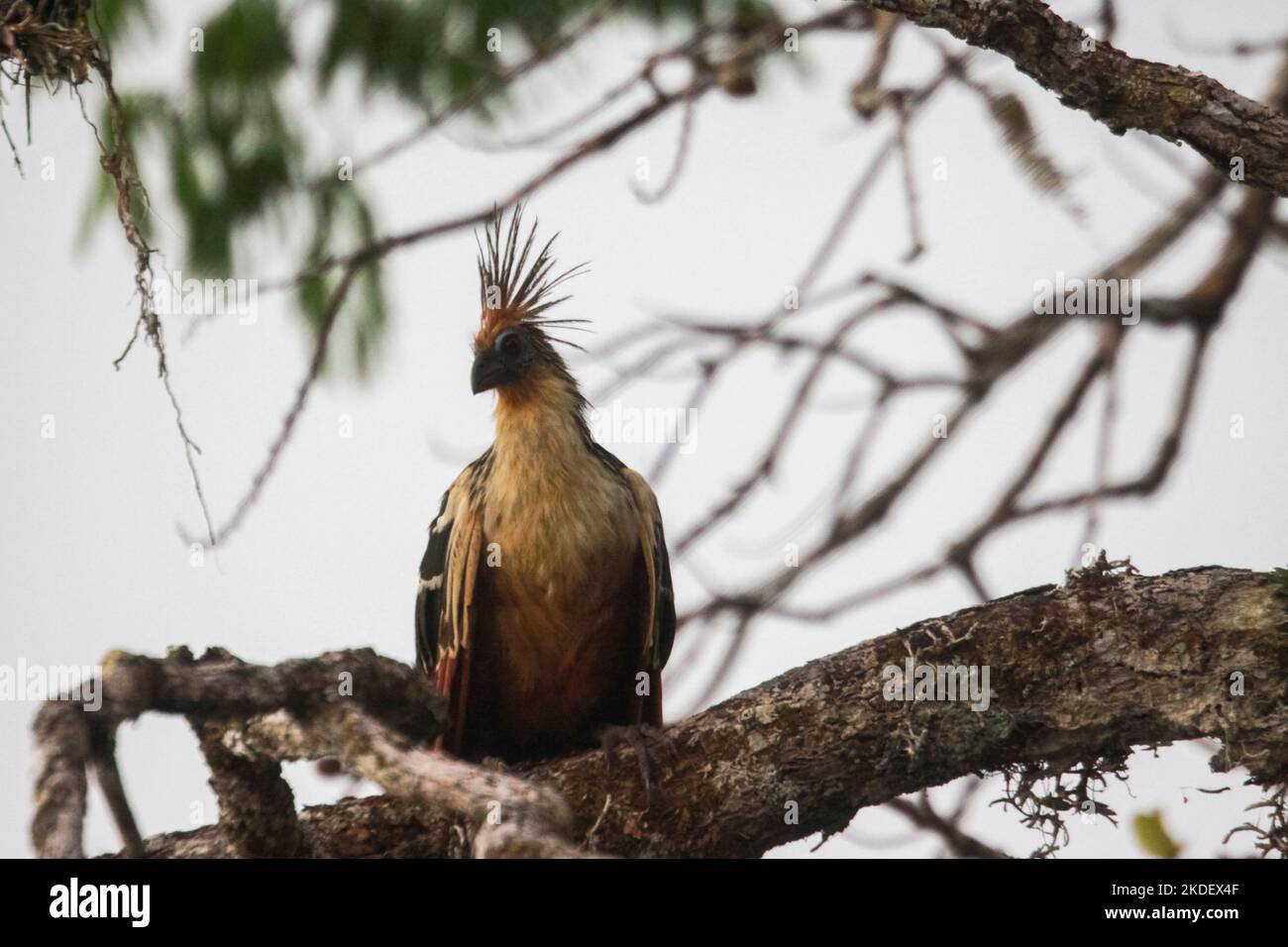 Hoatzin (Opisthocomus hoazin) photographed at Ecuadorian Amazonian ...