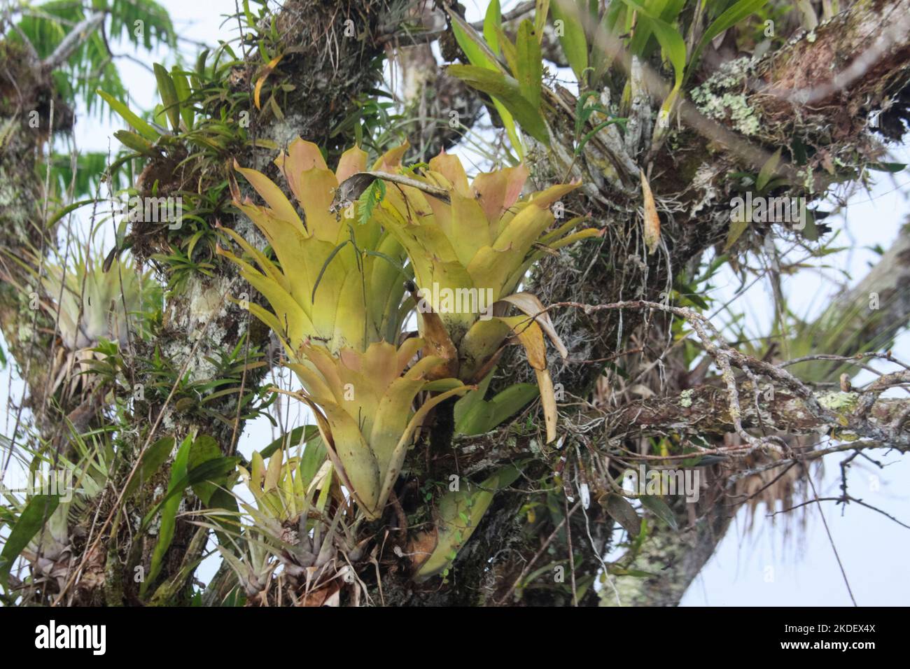 Wild Orchid, Ecuadorian Amazonian rainforest photographed at the ...
