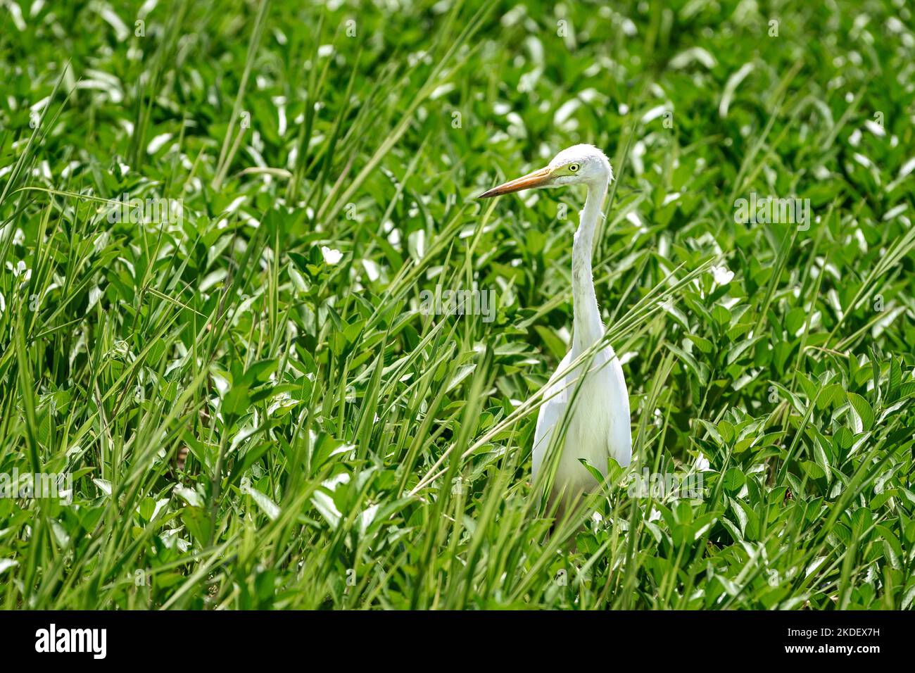Typical wetland environment hi-res stock photography and images - Alamy