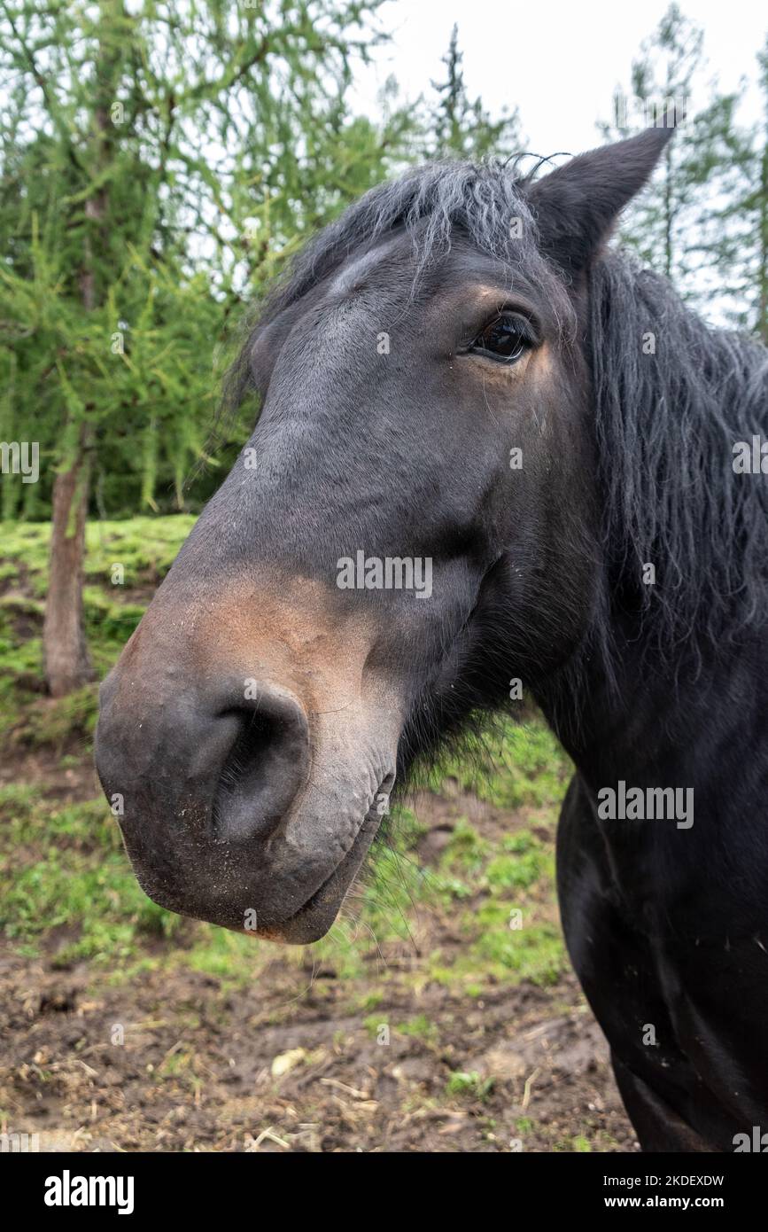 Portrait of a beautiful cold-blooded horse, South Tirol Stock Photo - Alamy
