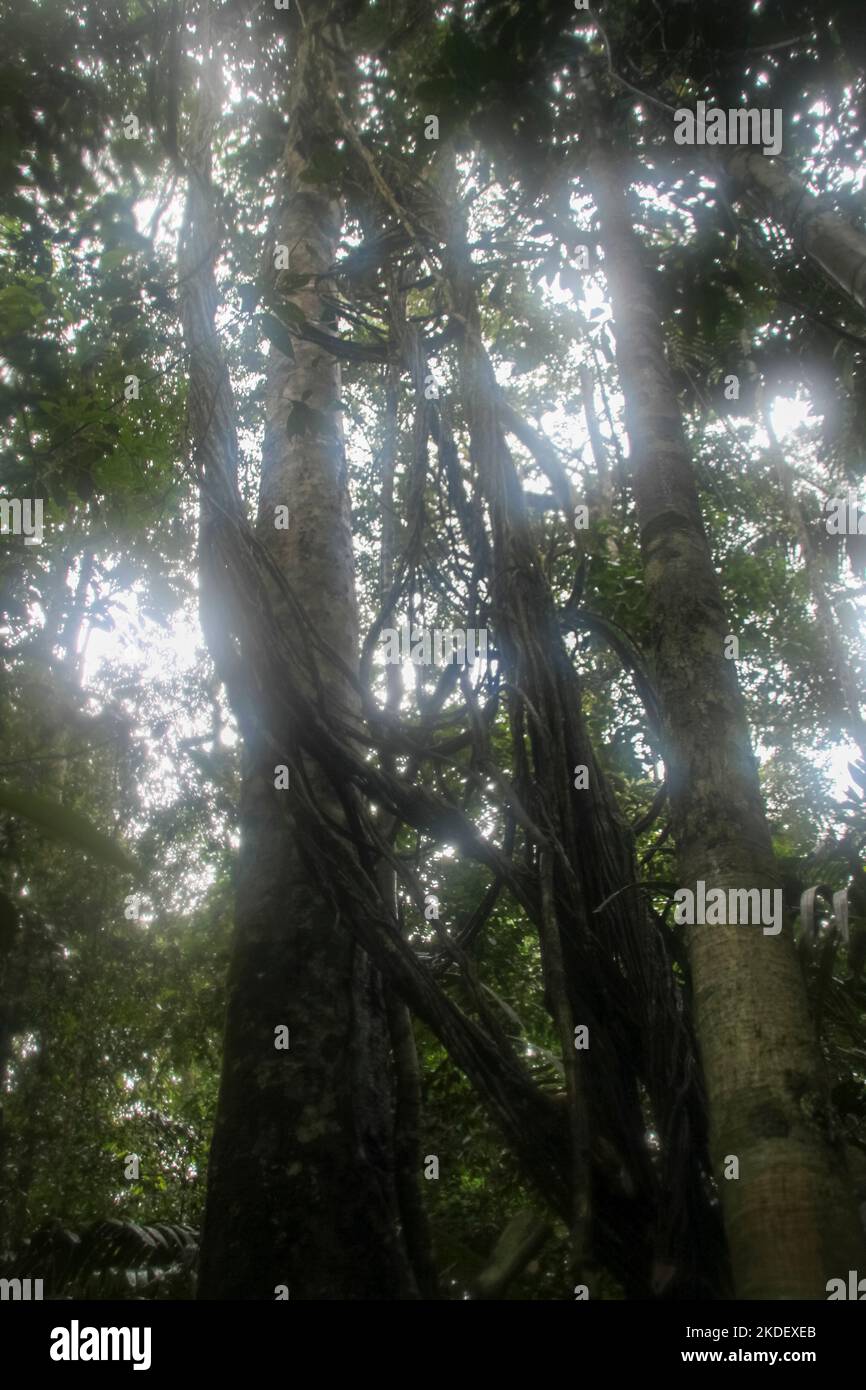 A Group of Tourists and Guide in the Ecuadorian Amazonian rainforest ...