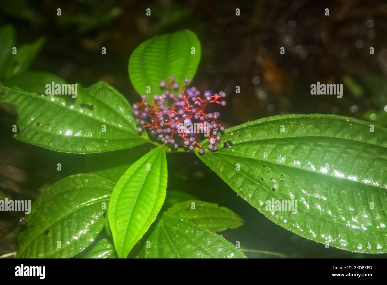 Amazonian Plant Ecuadorian Amazonian rainforest photographed at the ...