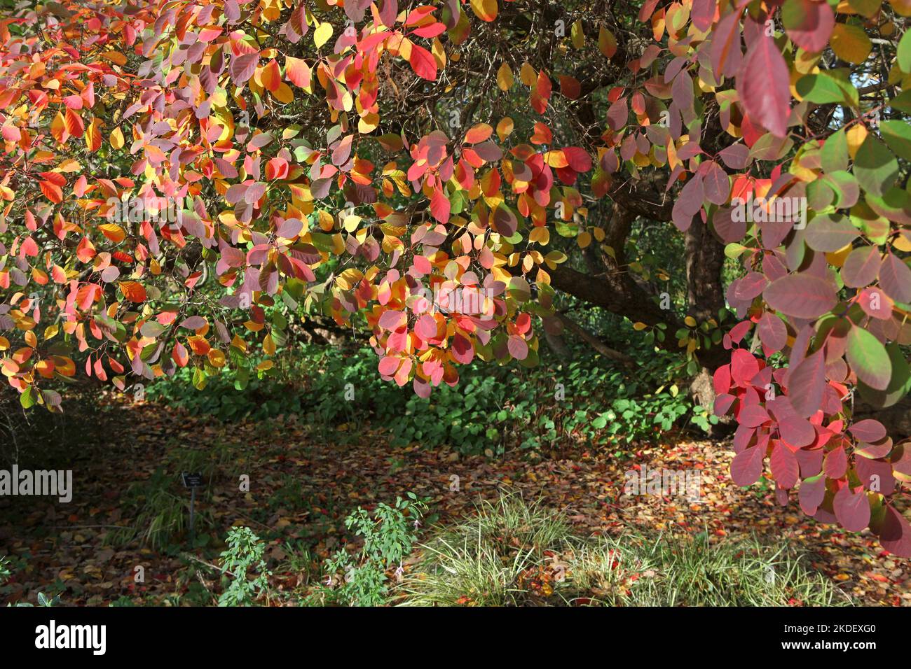 The autumn colours of the Cotinus coggygria, or smoke tree Stock Photo ...