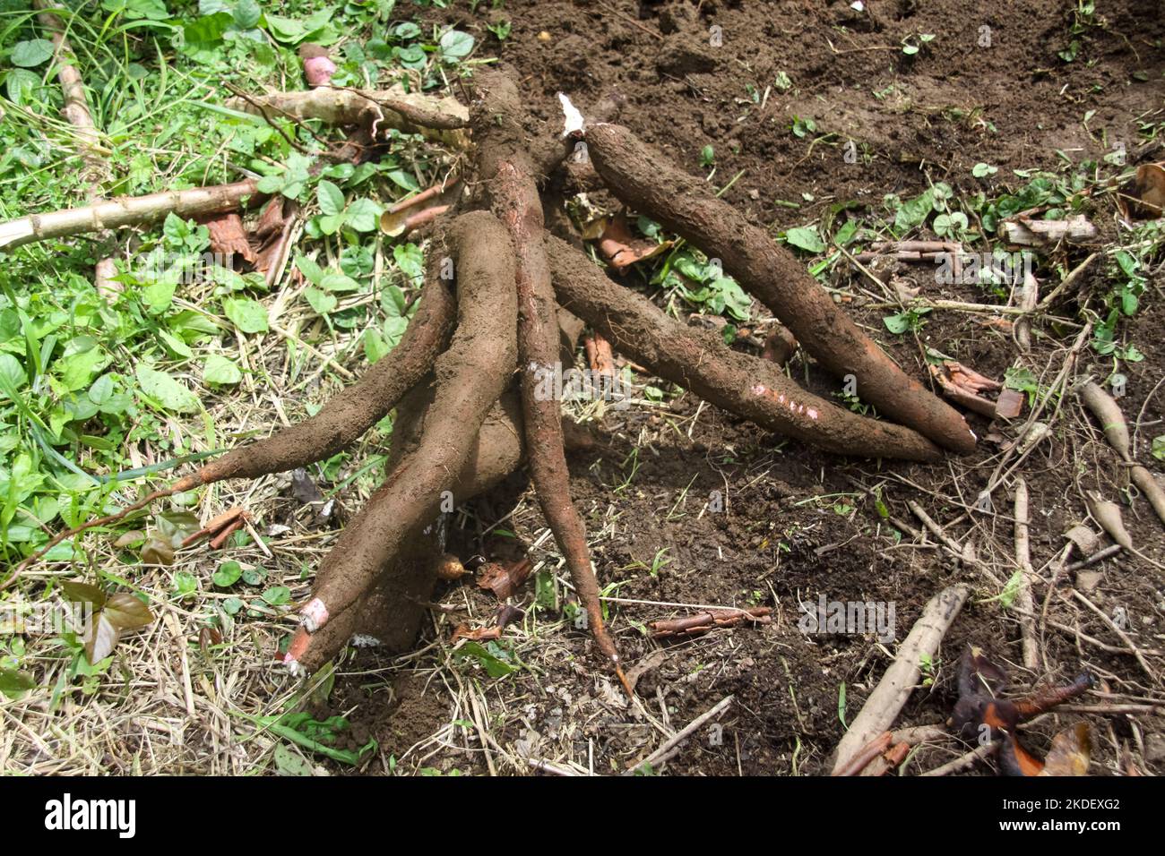 Woman demonstrates preparing and cooking yucca root tortillas in an ...