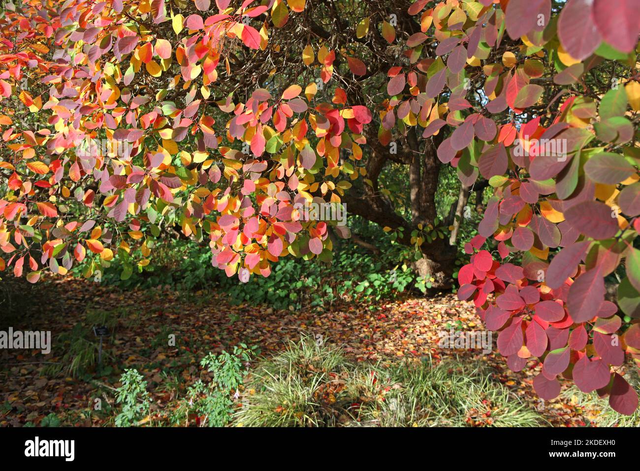 The autumn colours of the Cotinus coggygria, or smoke tree Stock Photo ...