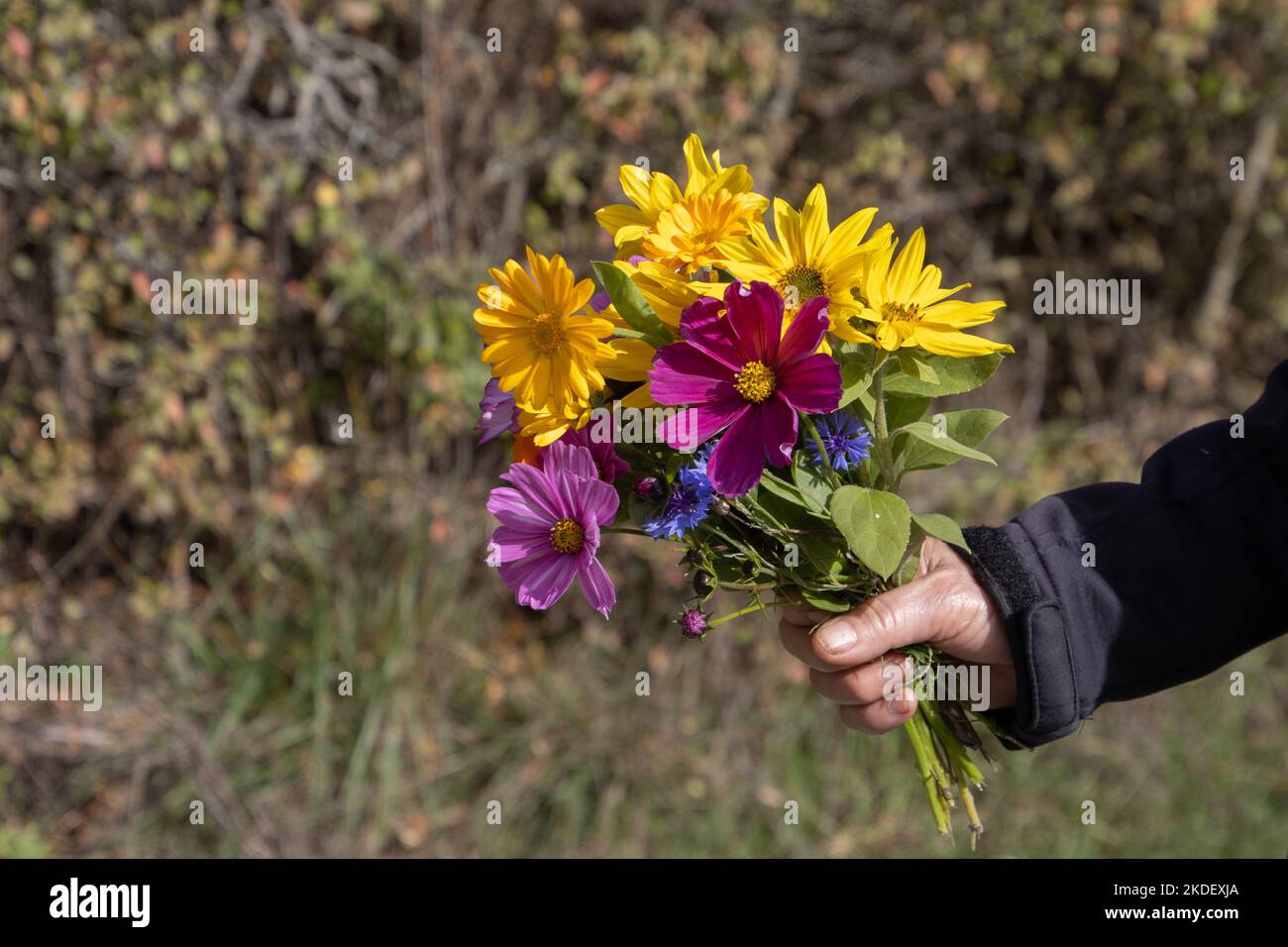 Female hand holding a bunch of freshly picked autumn flowers Stock ...