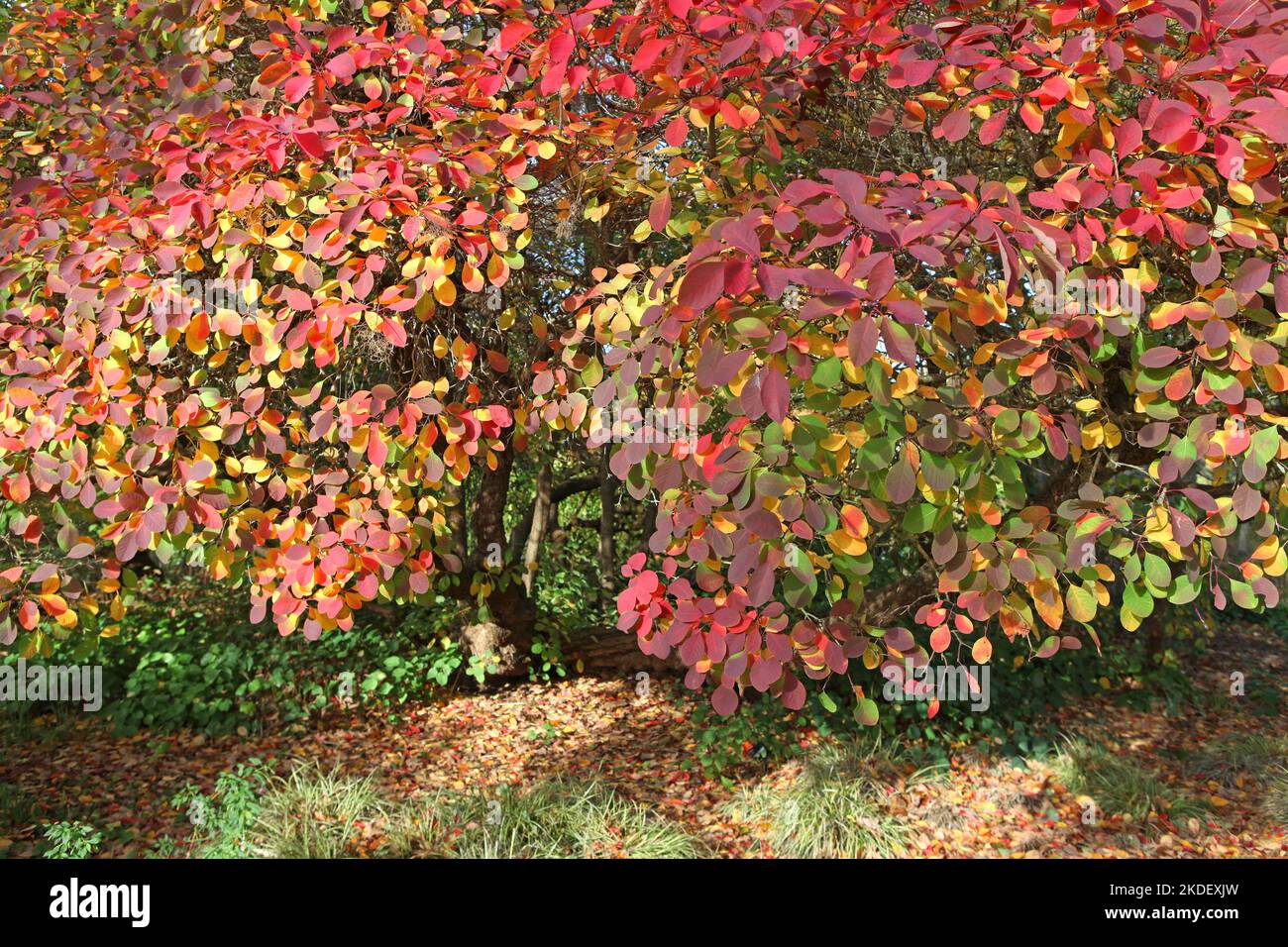 The autumn colours of the Cotinus coggygria, or smoke tree Stock Photo ...