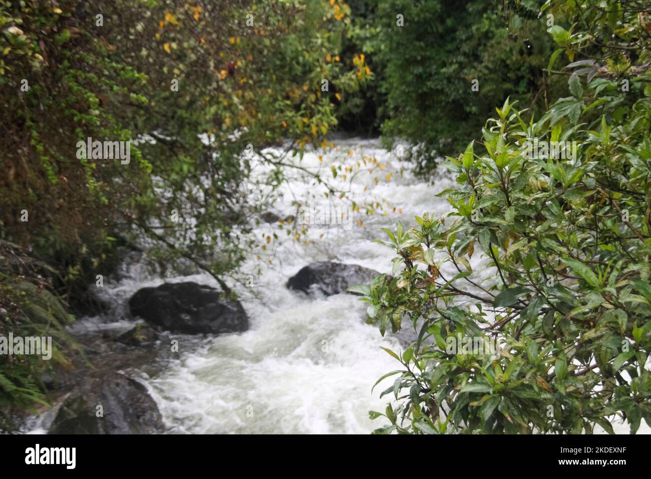 a stream of rushing water in the Ecuadorian Amazonian rainforest ...