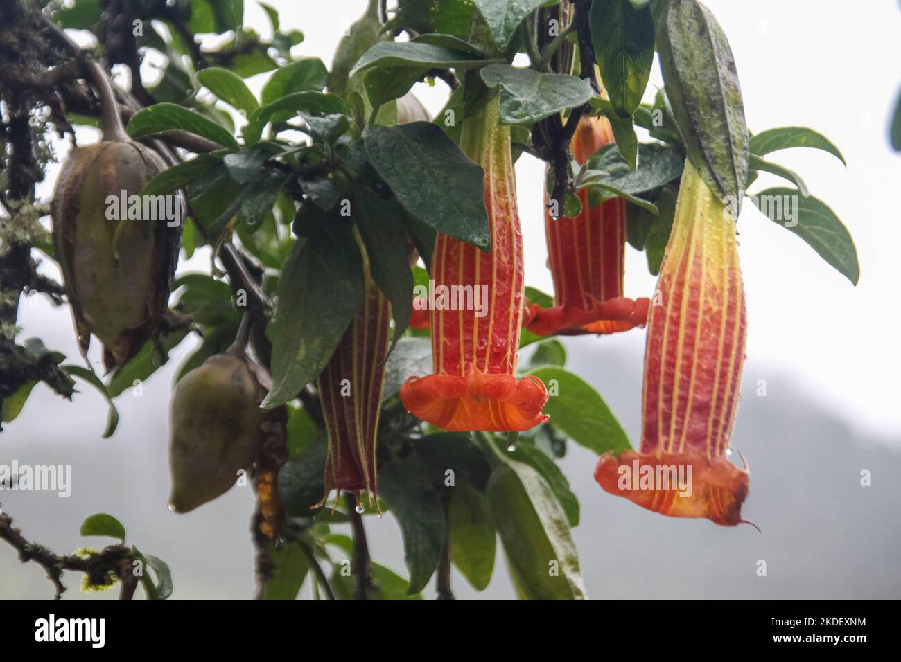 Plants in the Ecuadorian Amazonian rainforest photographed at the ...