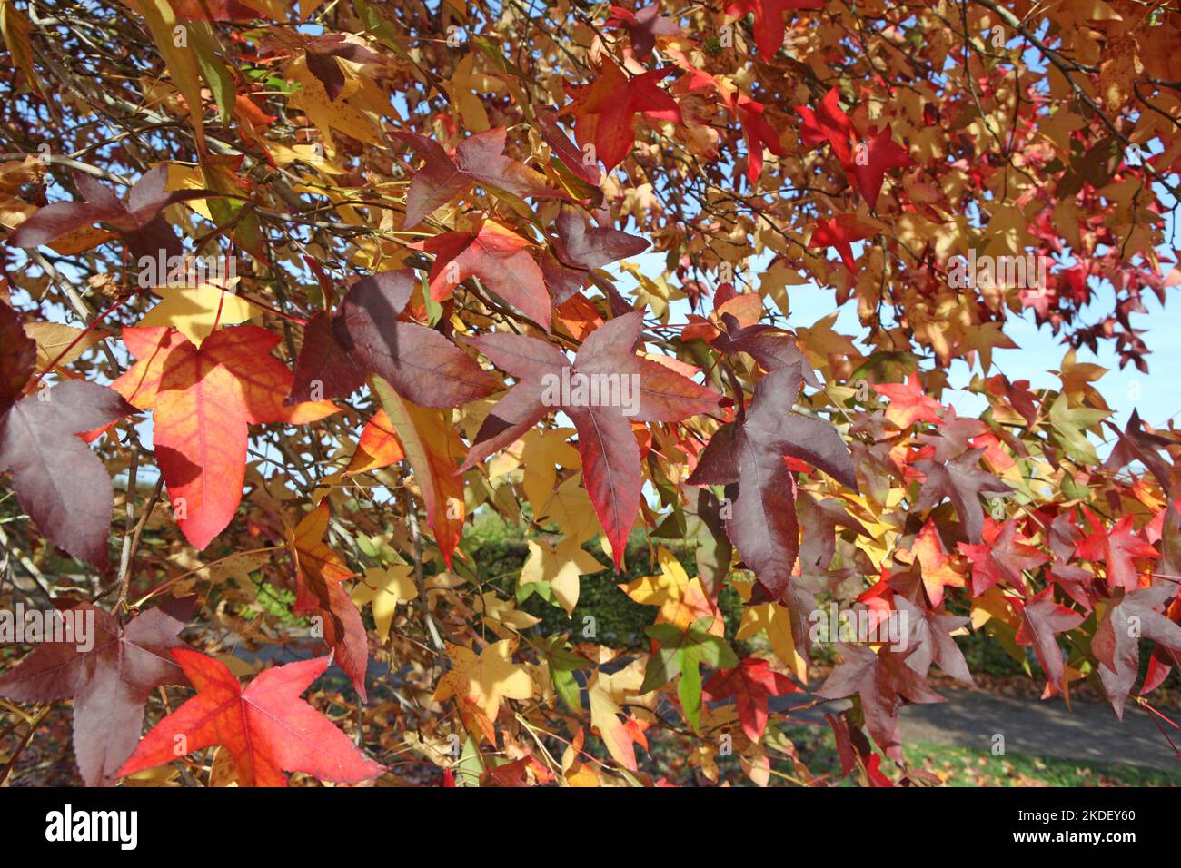 Liquid ambar leaf hi-res stock photography and images - Alamy