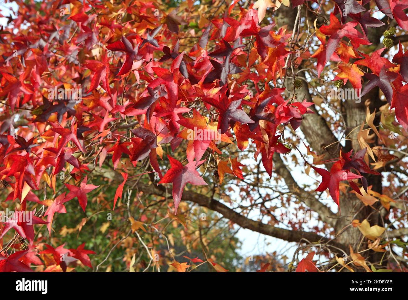 The autumn colours of the Liquidambar styraciflua 'Penwood' tree Stock ...