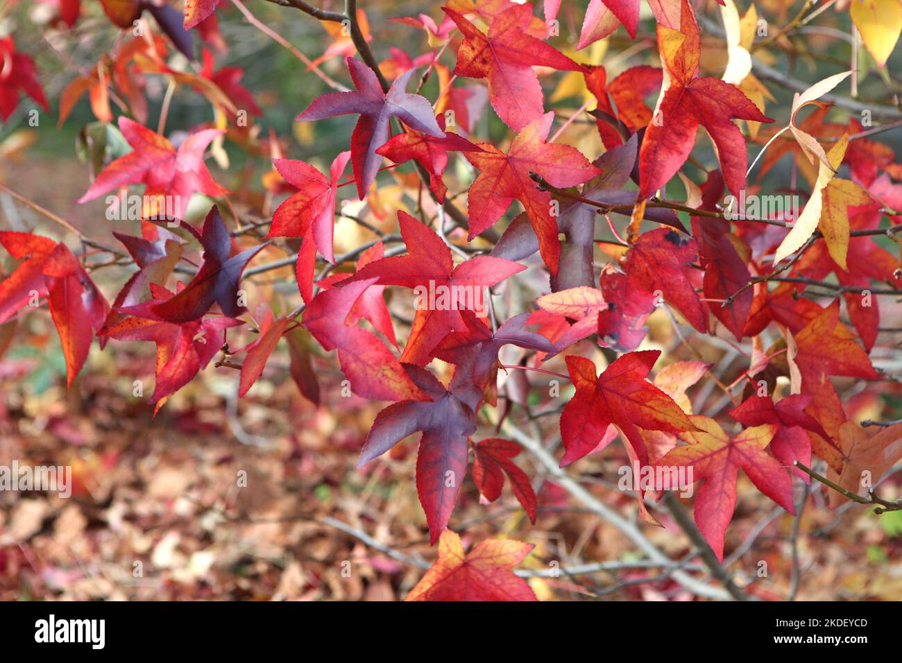 The autumn colours of the Liquidambar styraciflua 'Penwood' tree Stock ...