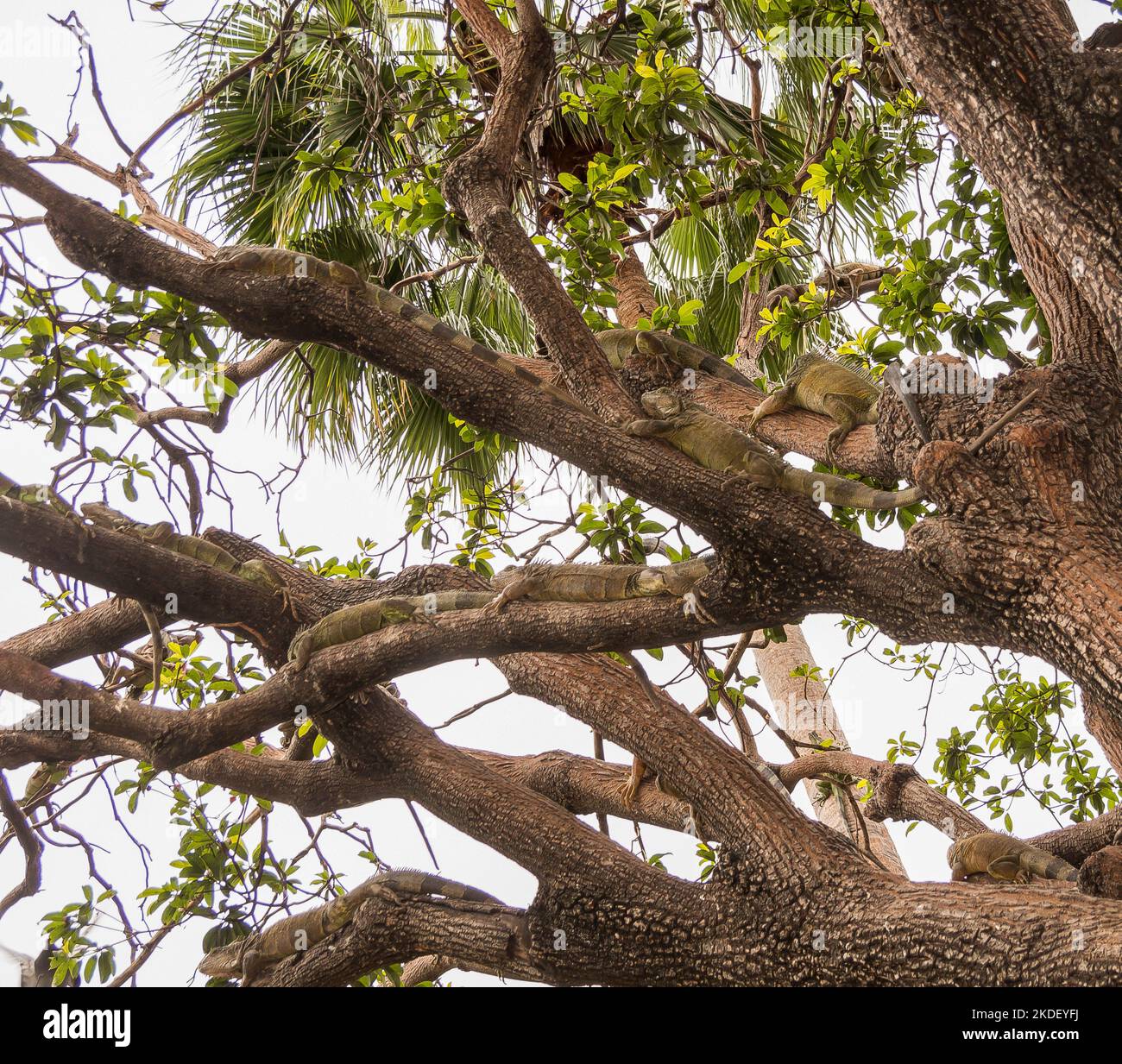 Close up of a green iguanas (iguana Iguana) with spines and dewlap ...