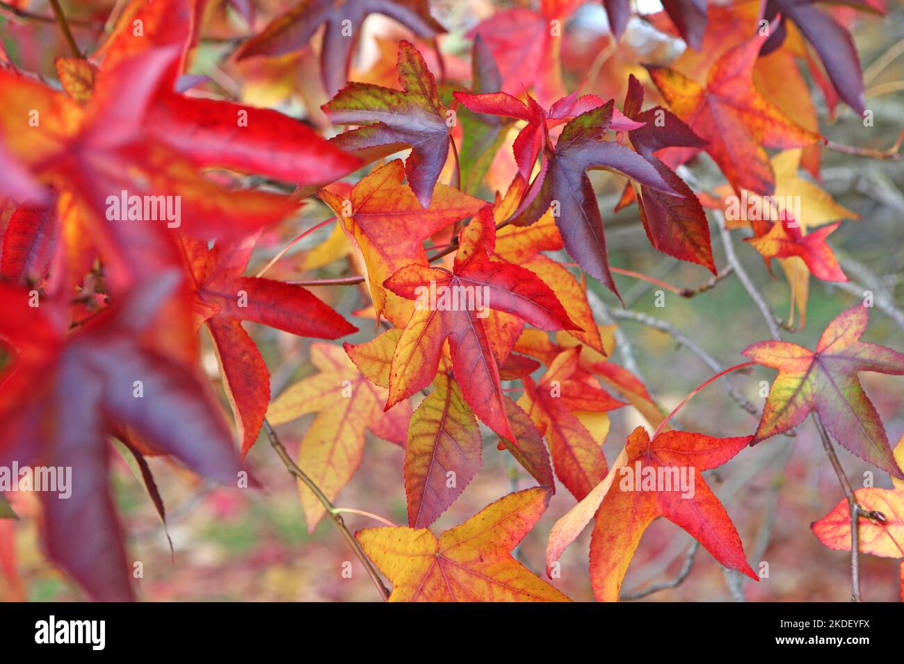 The autumn colours of the Liquidambar styraciflua 'Penwood' tree Stock ...