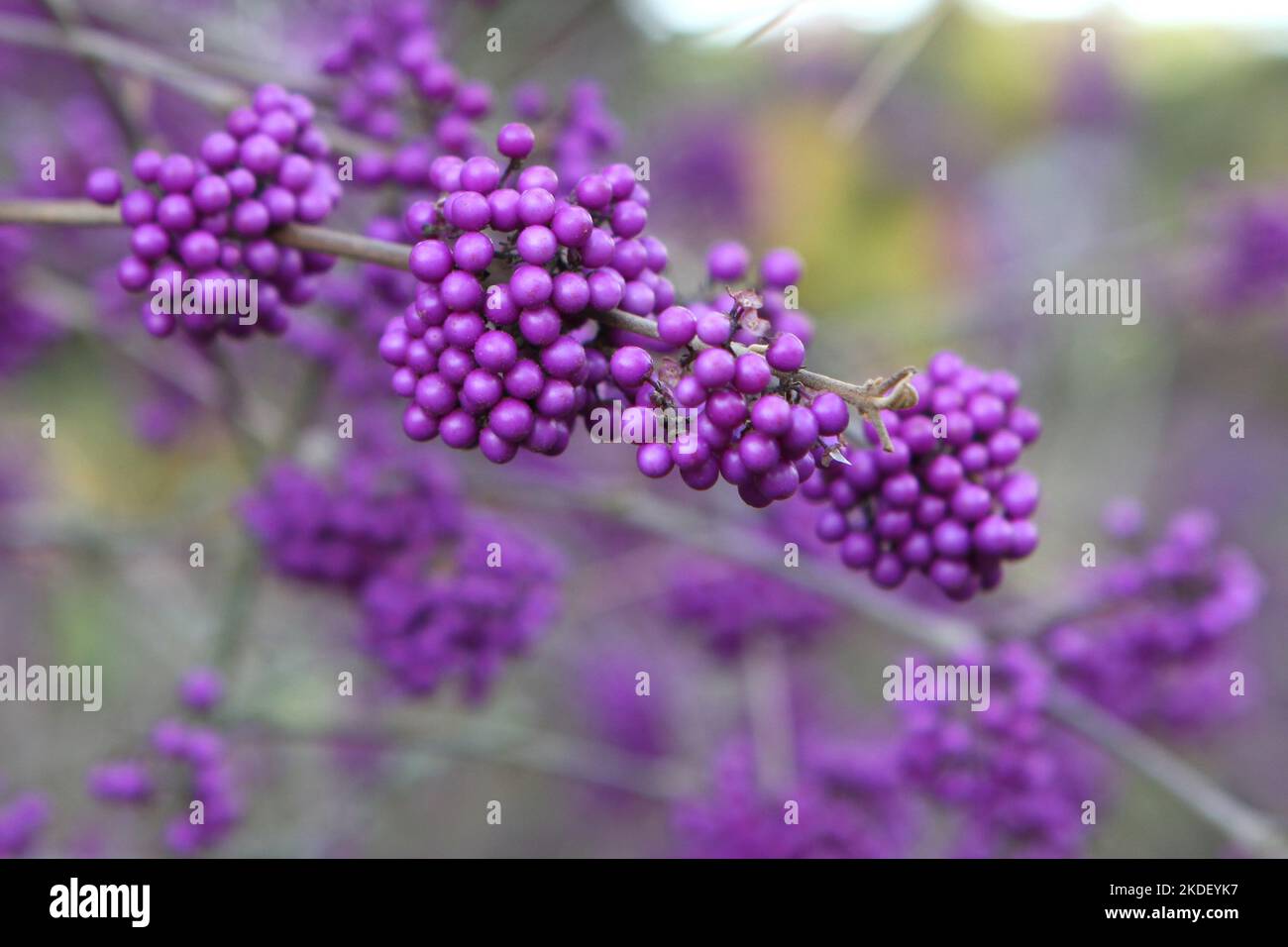 Purple BodinierÕs Beautyberry 'Profusion' in display Stock Photo - Alamy